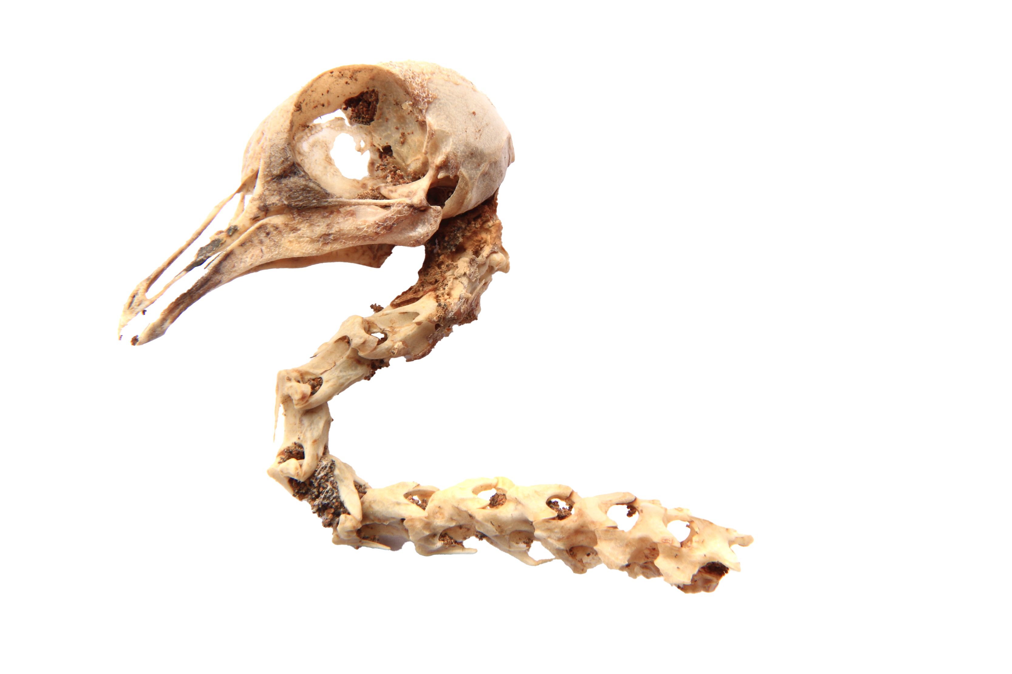 The Birds and the Bees (and Bones)of Engineering | NYU Tandon School of ...