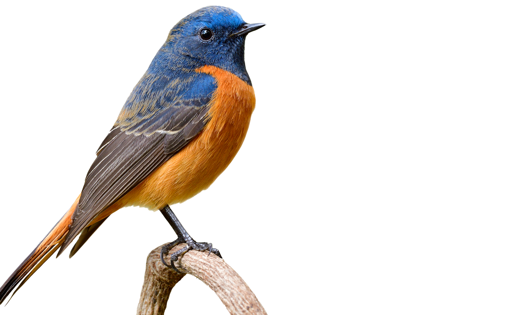 The Birds and the Bees (and Bones)of Engineering | NYU Tandon School of ...