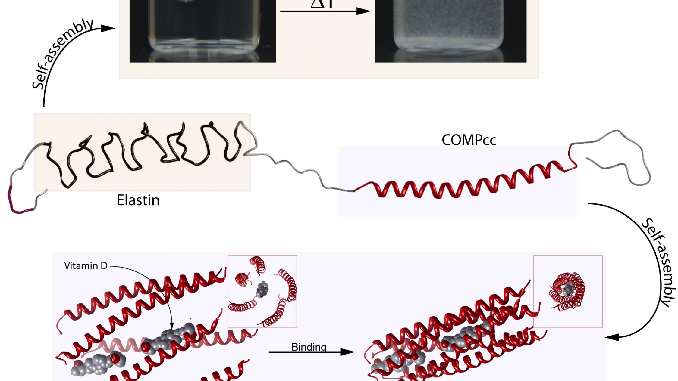 NYU-Poly Researchers Find Secrets in Smart Polymers | NYU Tandon School ...