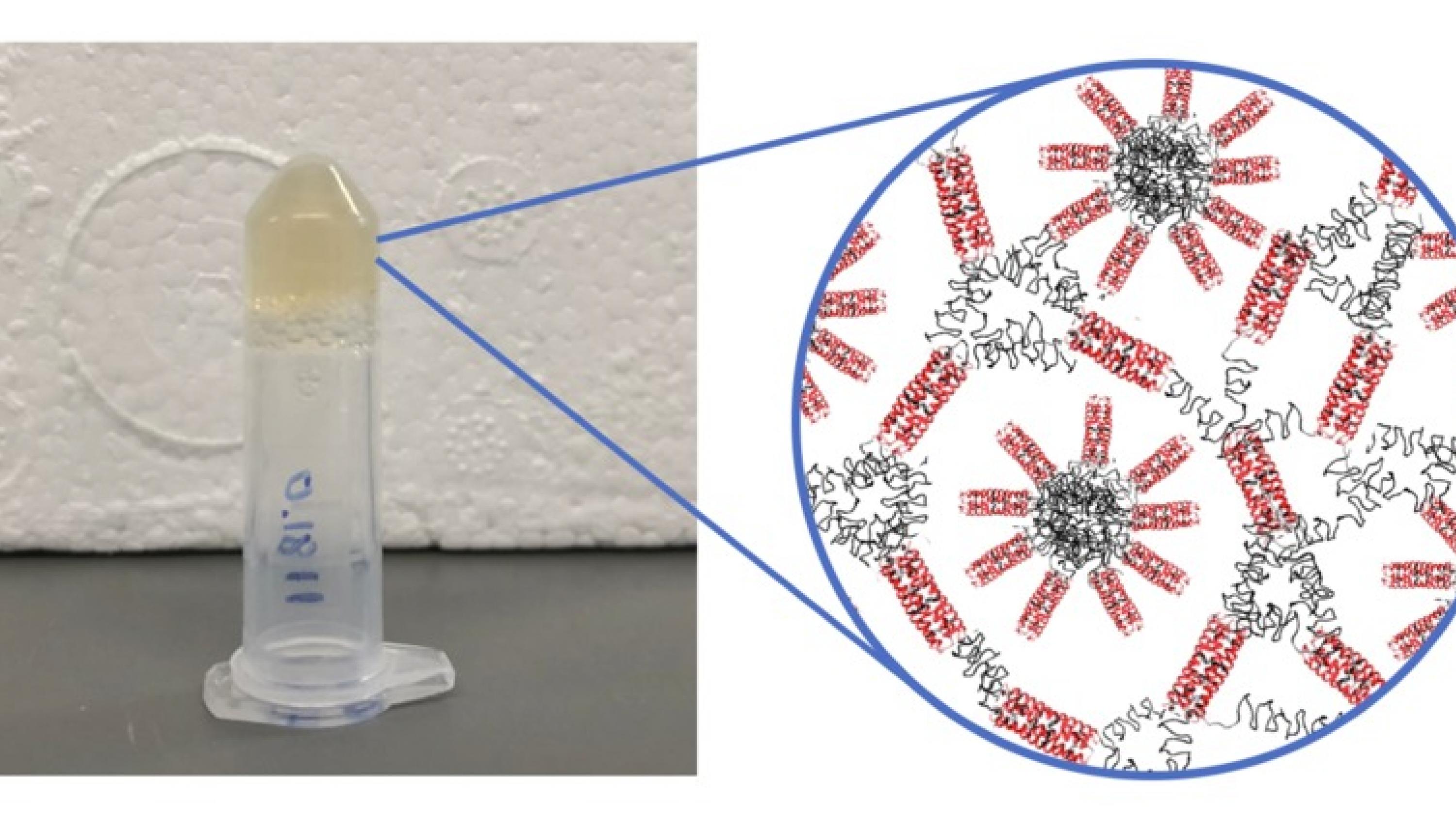 New Self-Assembling Protein Hydrogels May Hold Many Applications for ...