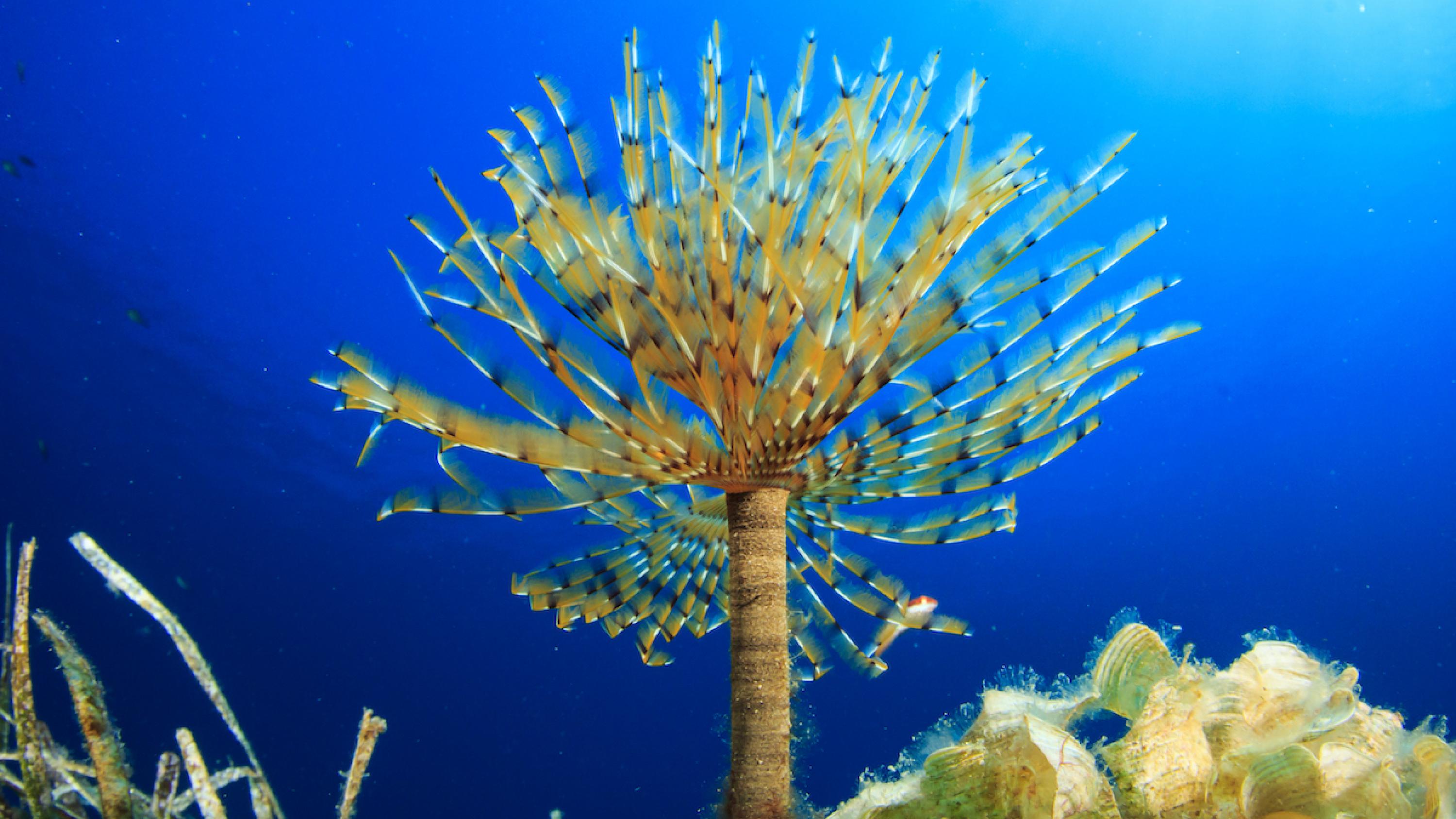 Tandon researchers discover how deep-sea worms help keep natural gases ...