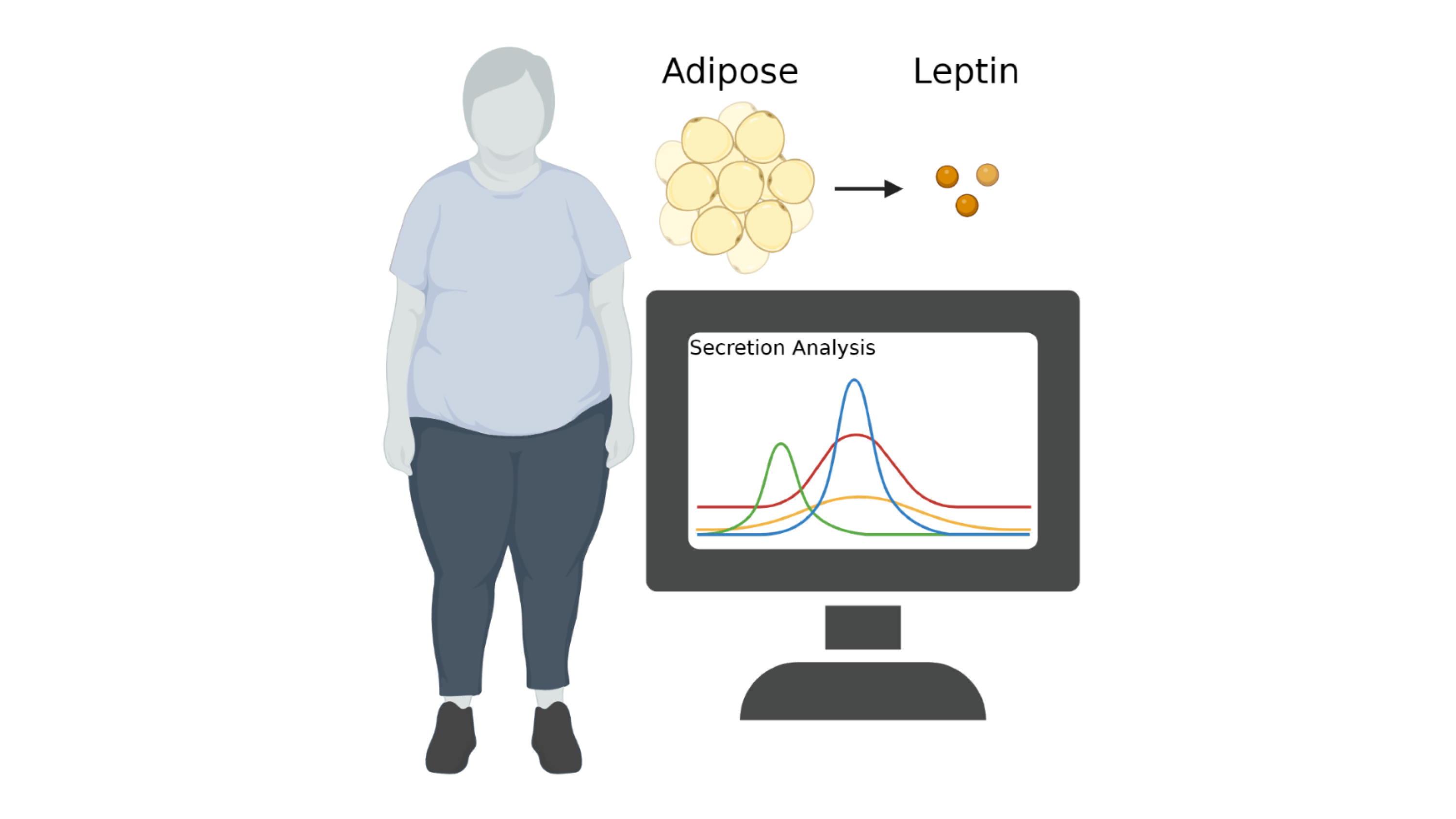New study tracks leptin pulse patterns, a potential clue to ...