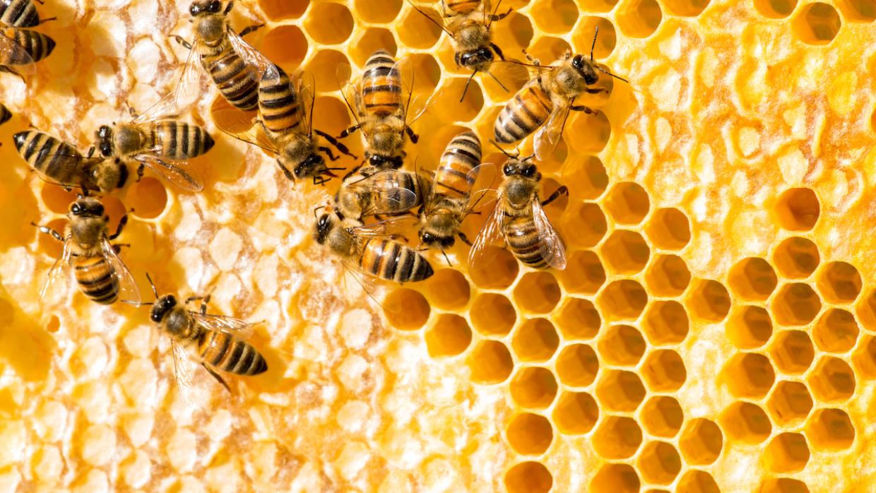 Honeybee hives may reveal the microbial signatures of urban aerobiomes ...