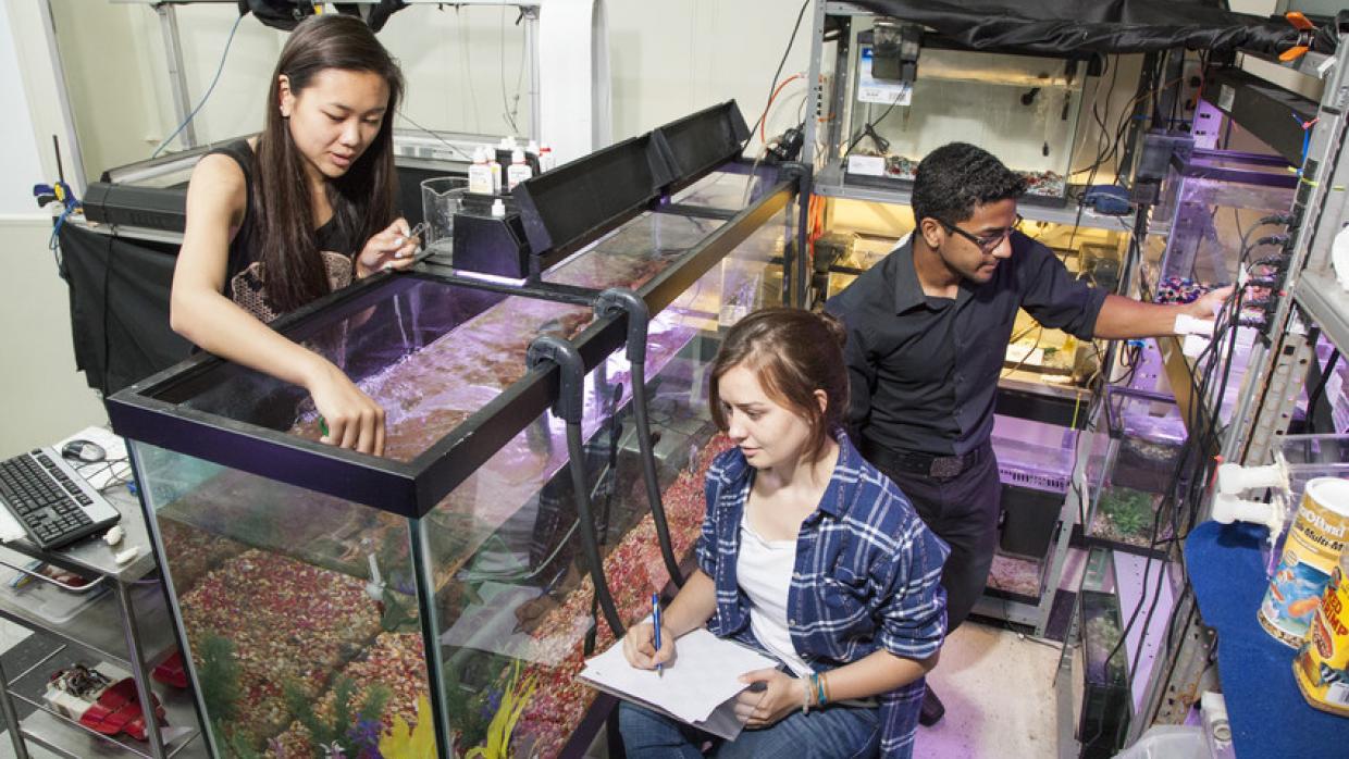 Undergraduate Summer Research Program Fosters Student Innovation | NYU ...