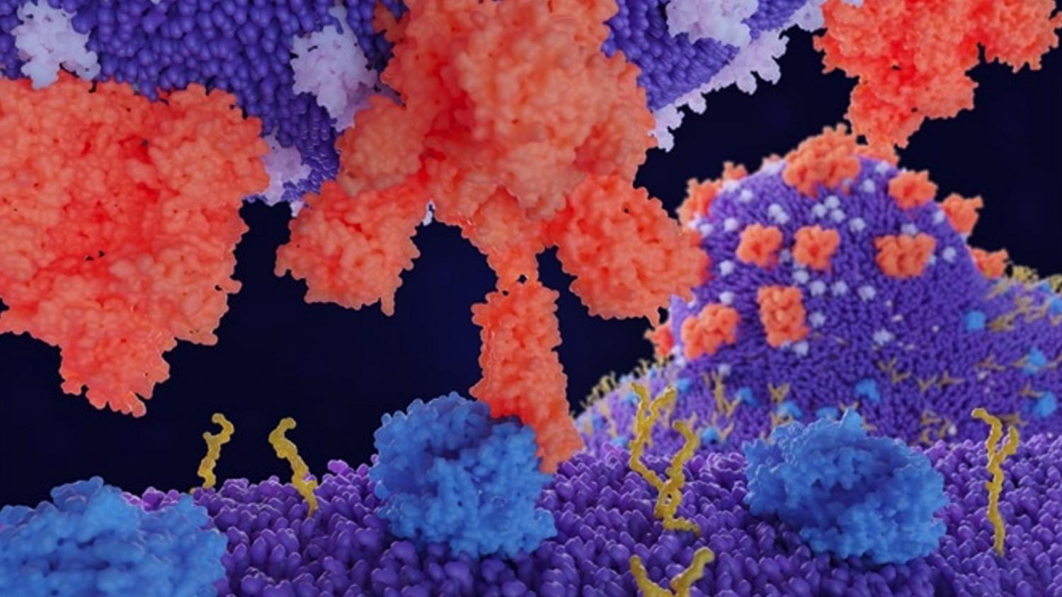 Weiqiang Chen | NYU Tandon School of Engineering