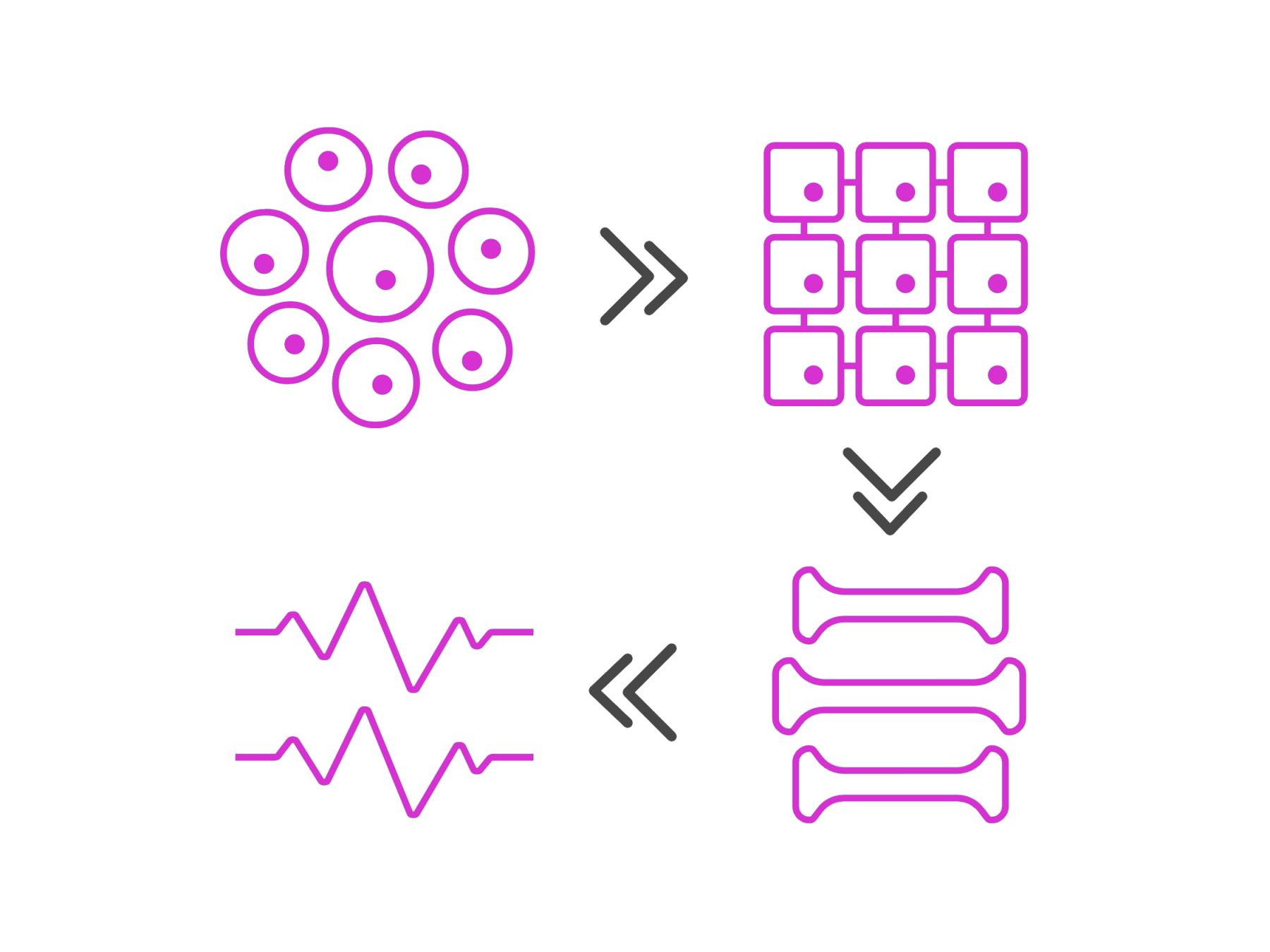 Predictive Tissue Models for Faster and Safer Cardiac Drug Discovery ...