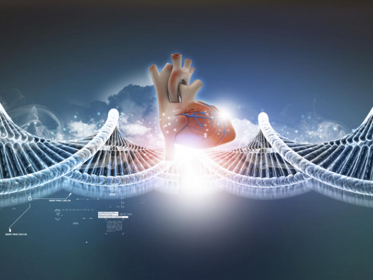 Epigenomic Maps of the Human Heart | NYU Tandon School of Engineering